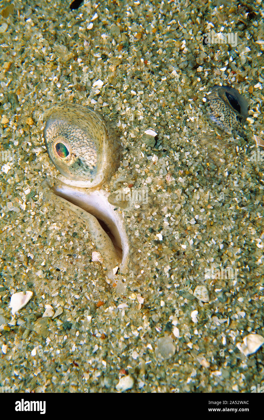Flat fish sand sole hi-res stock photography and images - Alamy