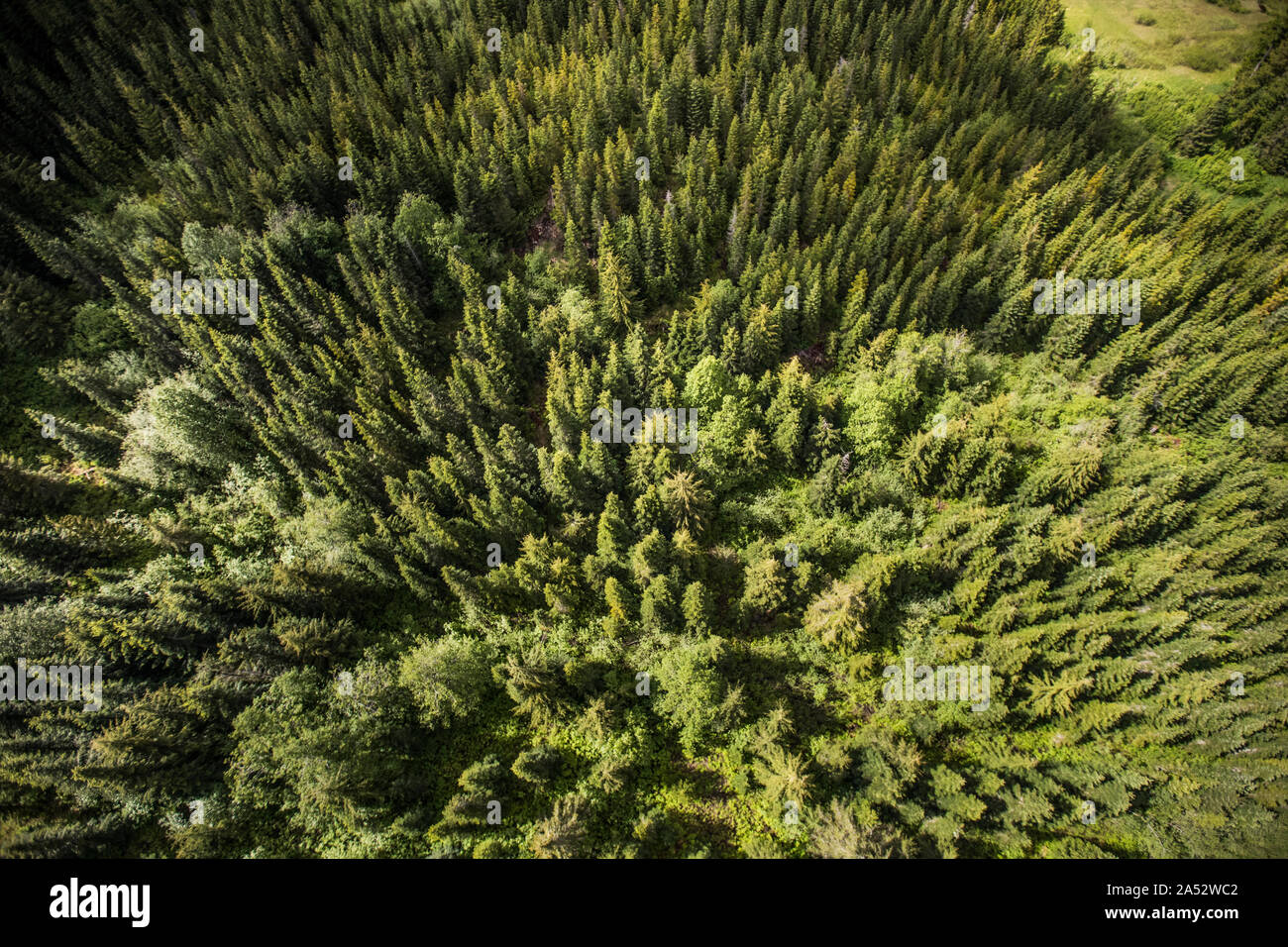Pine Trees Birds Eye View High Resolution Stock Photography and Images ...