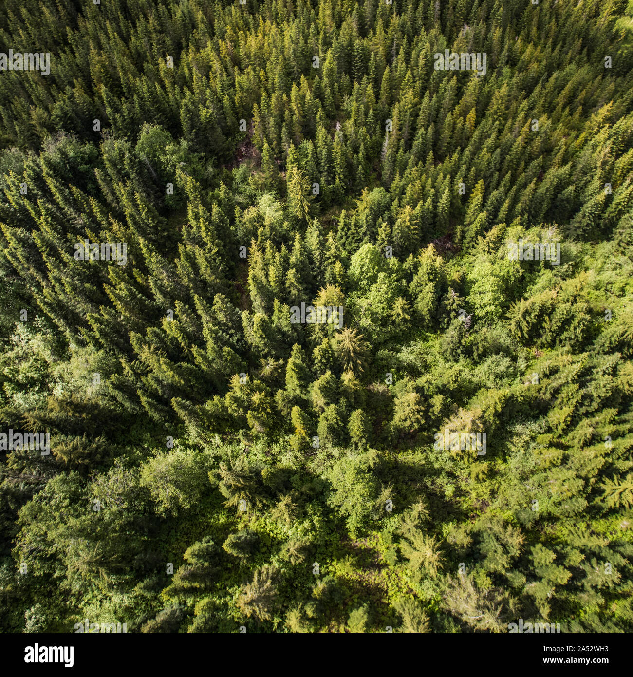 Dense forest biome hi-res stock photography and images - Alamy