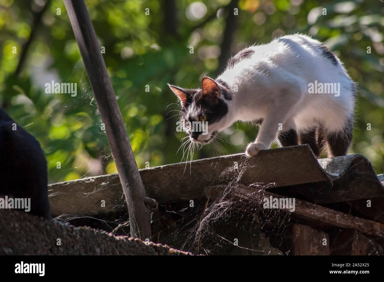 Cat ready to pounce on a roof Stock Photo - Alamy