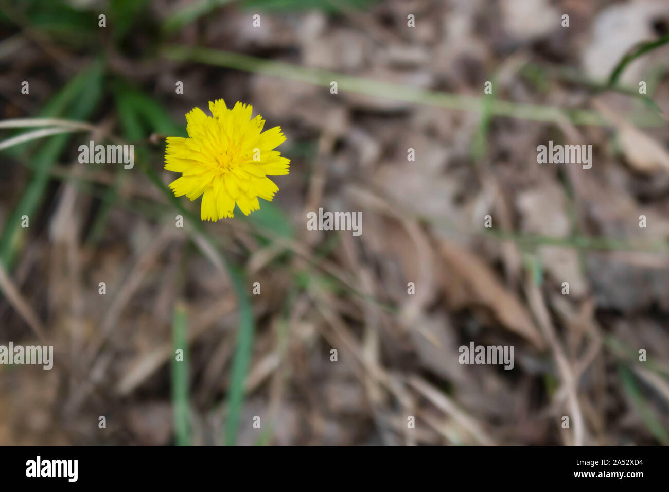 Hairy hawkweed hi-res stock photography and images - Alamy