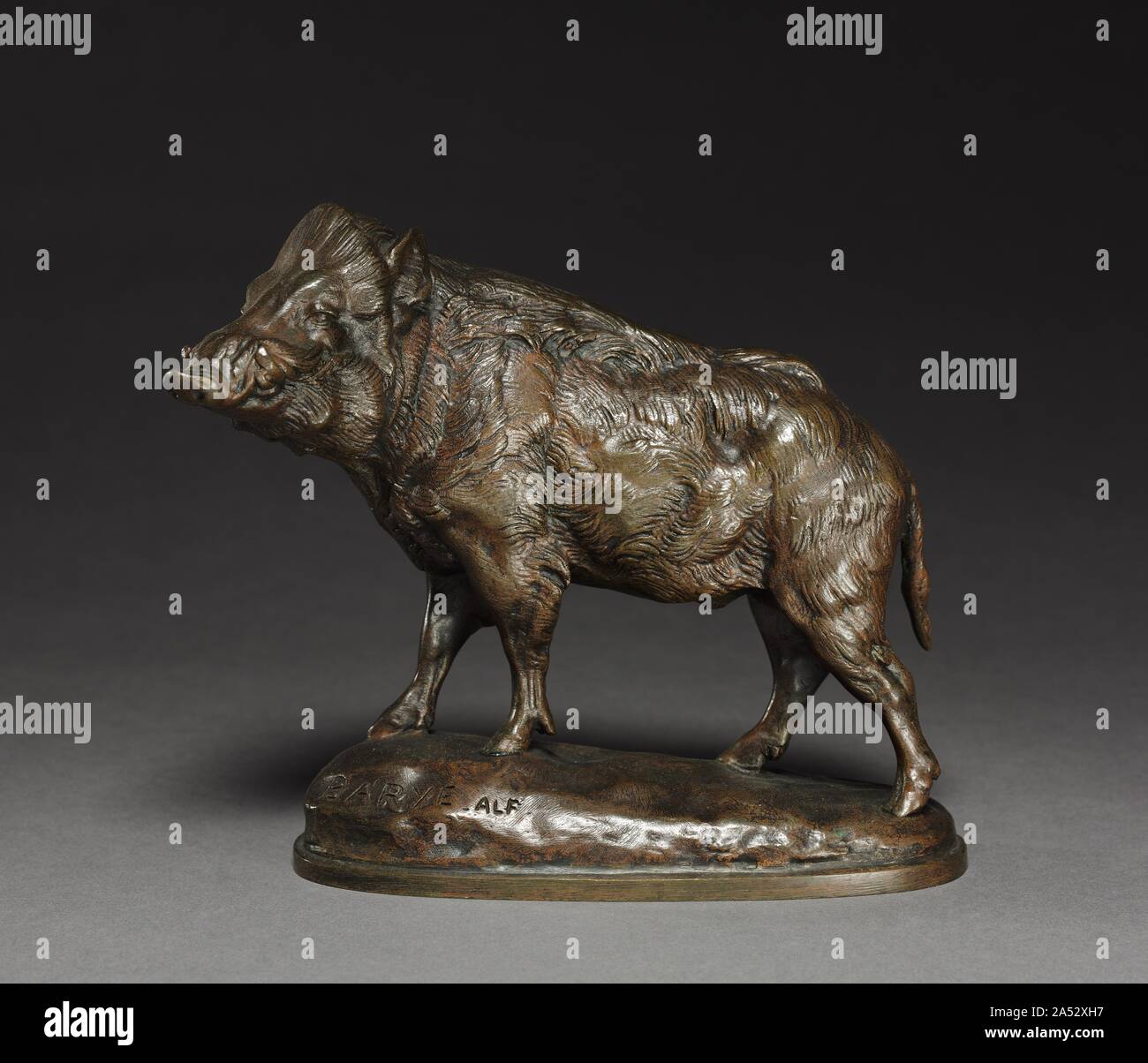 Wild Boar, 19th century Stock Photo - Alamy