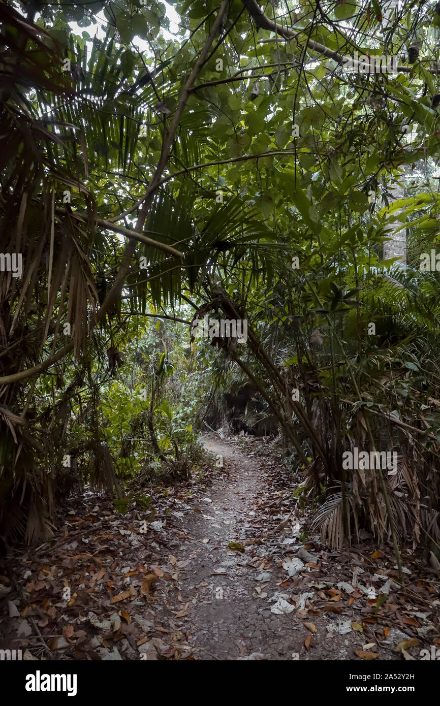 Jungle color hi-res stock photography and images - Alamy