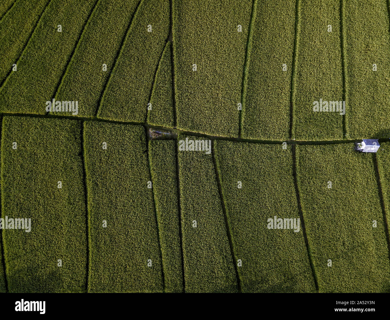 Aerial view of rice fields Stock Photo - Alamy