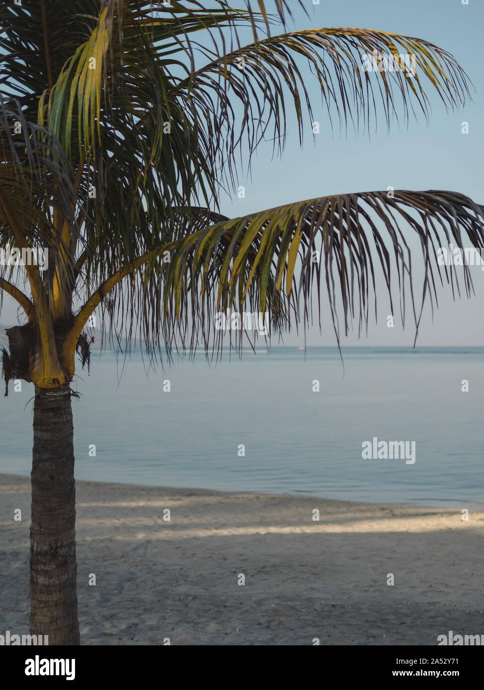 Palm tree on beach Stock Photo - Alamy