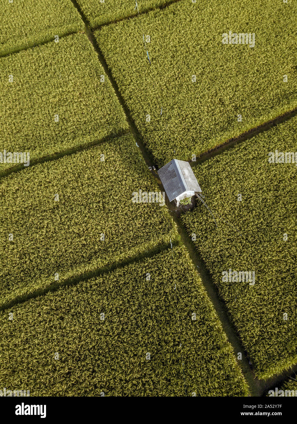 Aerial view of rice fields Stock Photo - Alamy