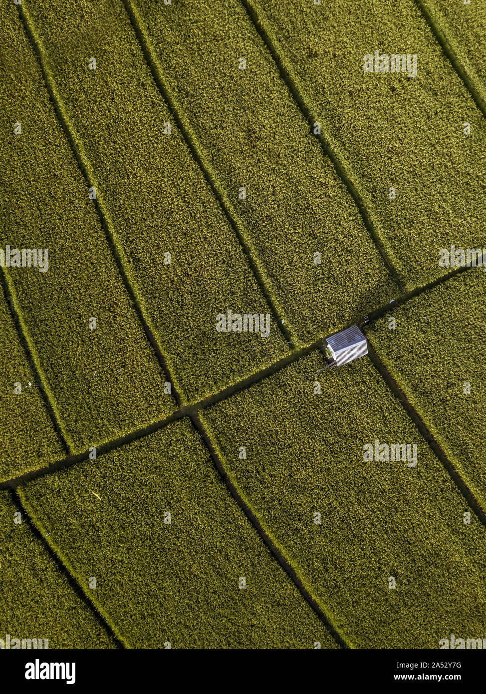 Aerial view of rice fields Stock Photo - Alamy