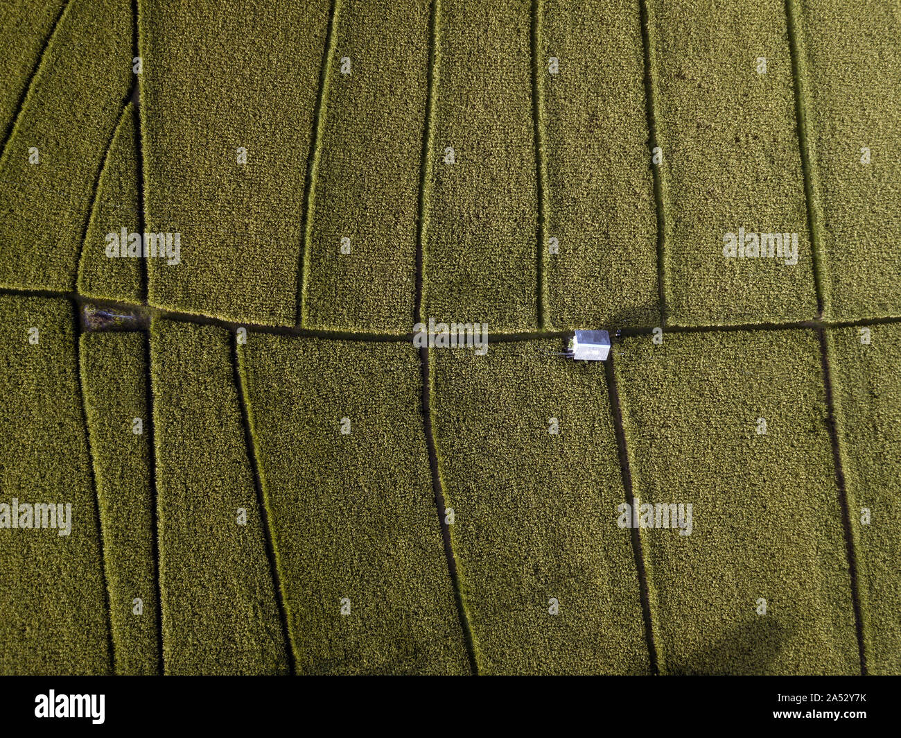 Aerial view of rice fields Stock Photo - Alamy