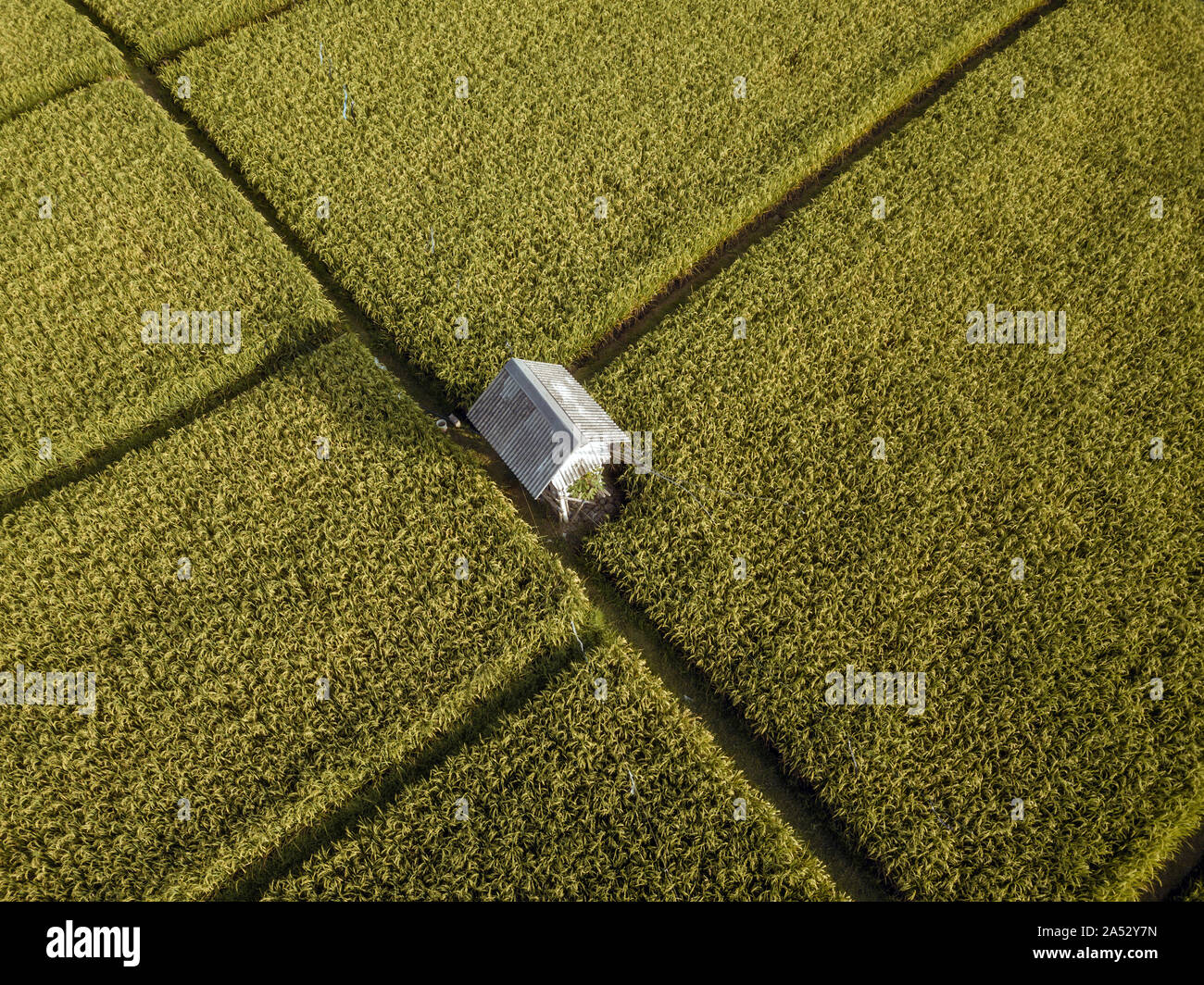 Aerial view rice field structure hi-res stock photography and images ...