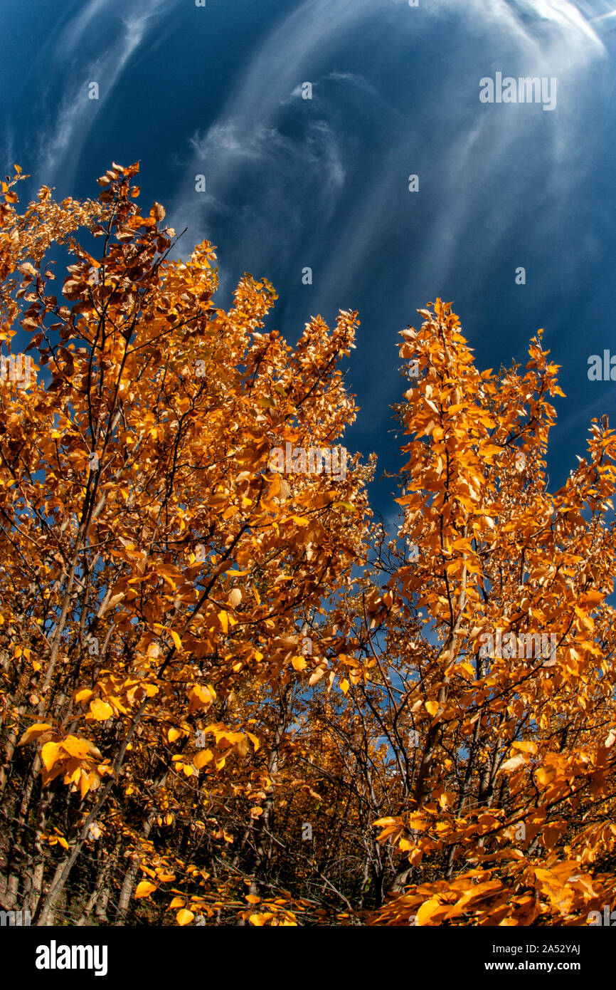 North America; United States; Alaska; Alaska Range Mountains; Denali ...