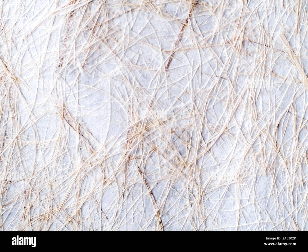 Paper Fiber Texture