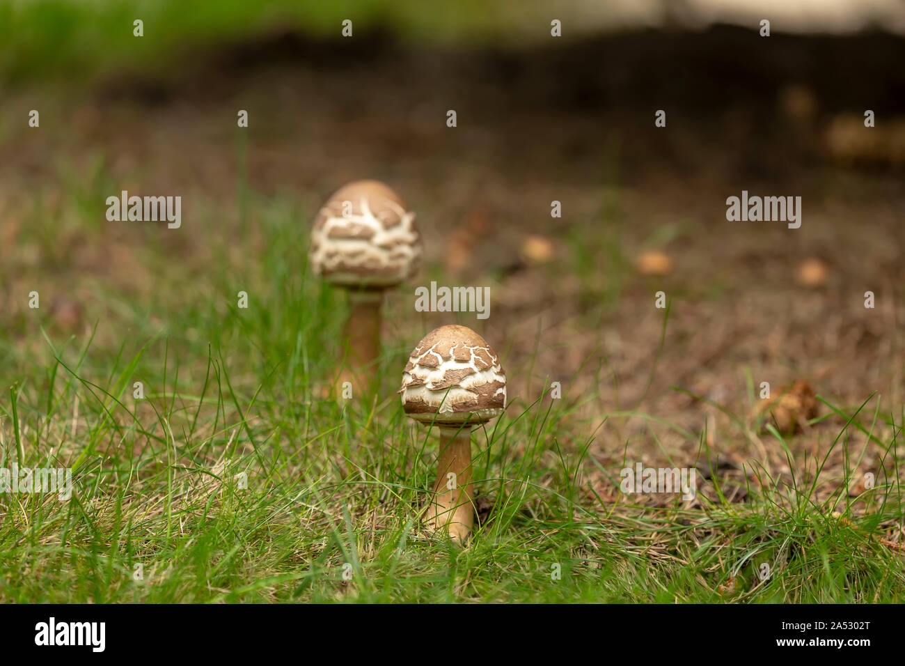 Wild Mushroom in Wisconsin autumn forest Stock Photo - Alamy
