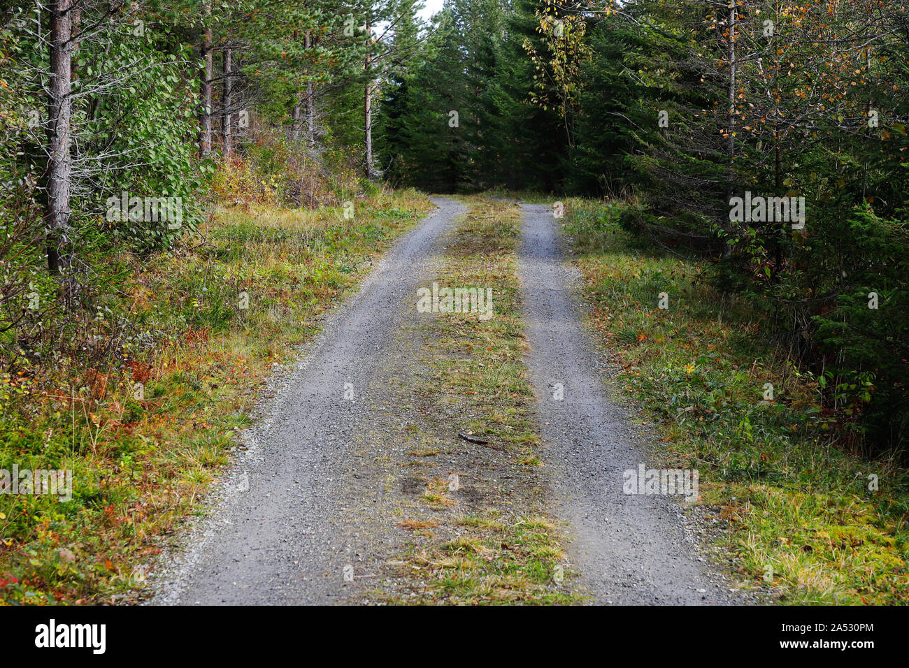 Woods gravel road hi-res stock photography and images - Alamy