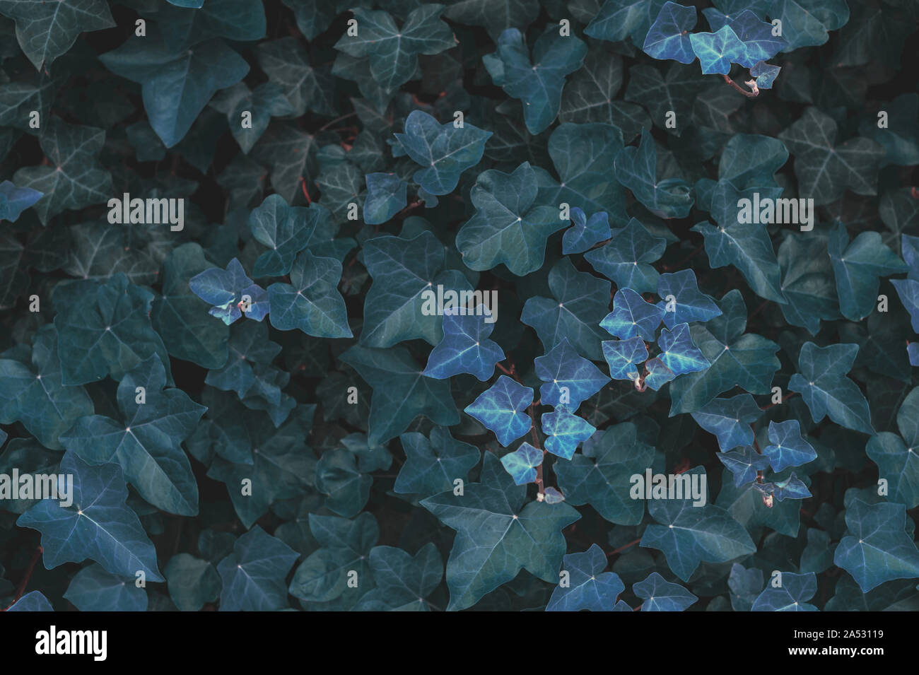 Blue leaf texture. Leaf texture beauty background Stock Photo - Alamy