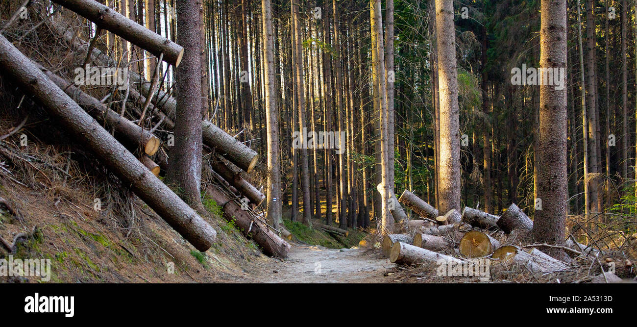 Inverted trees hi-res stock photography and images - Alamy