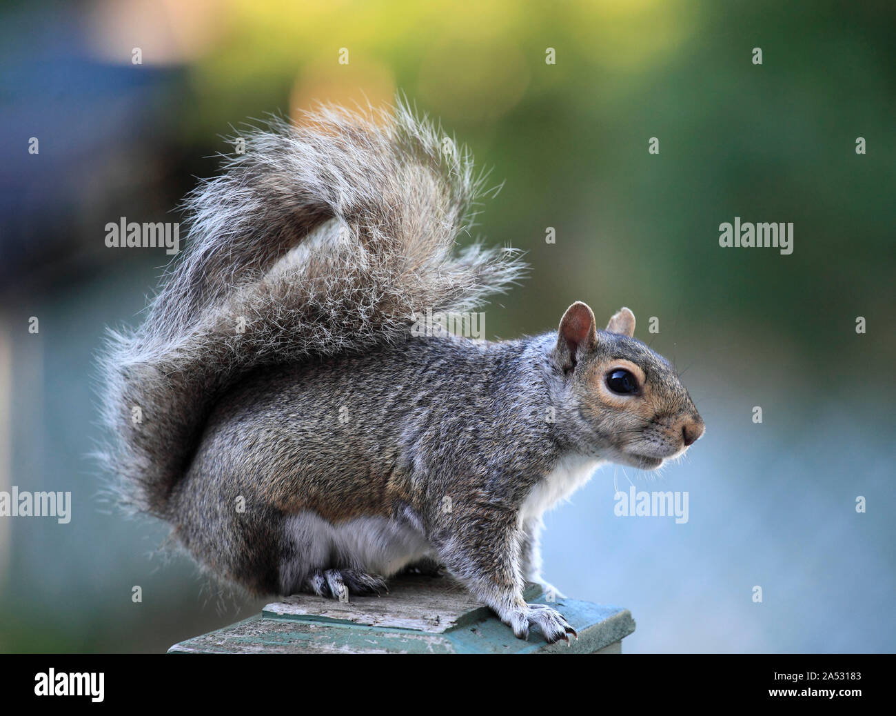Eastern gray squirrel, sciurius carolinensis Stock Photo - Alamy