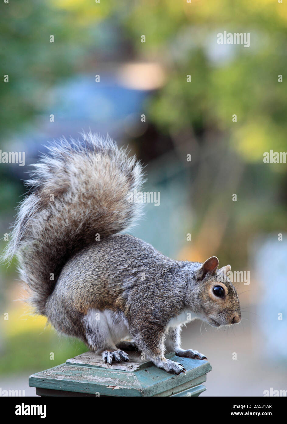 Eastern gray squirrel, sciurius carolinensis Stock Photo - Alamy