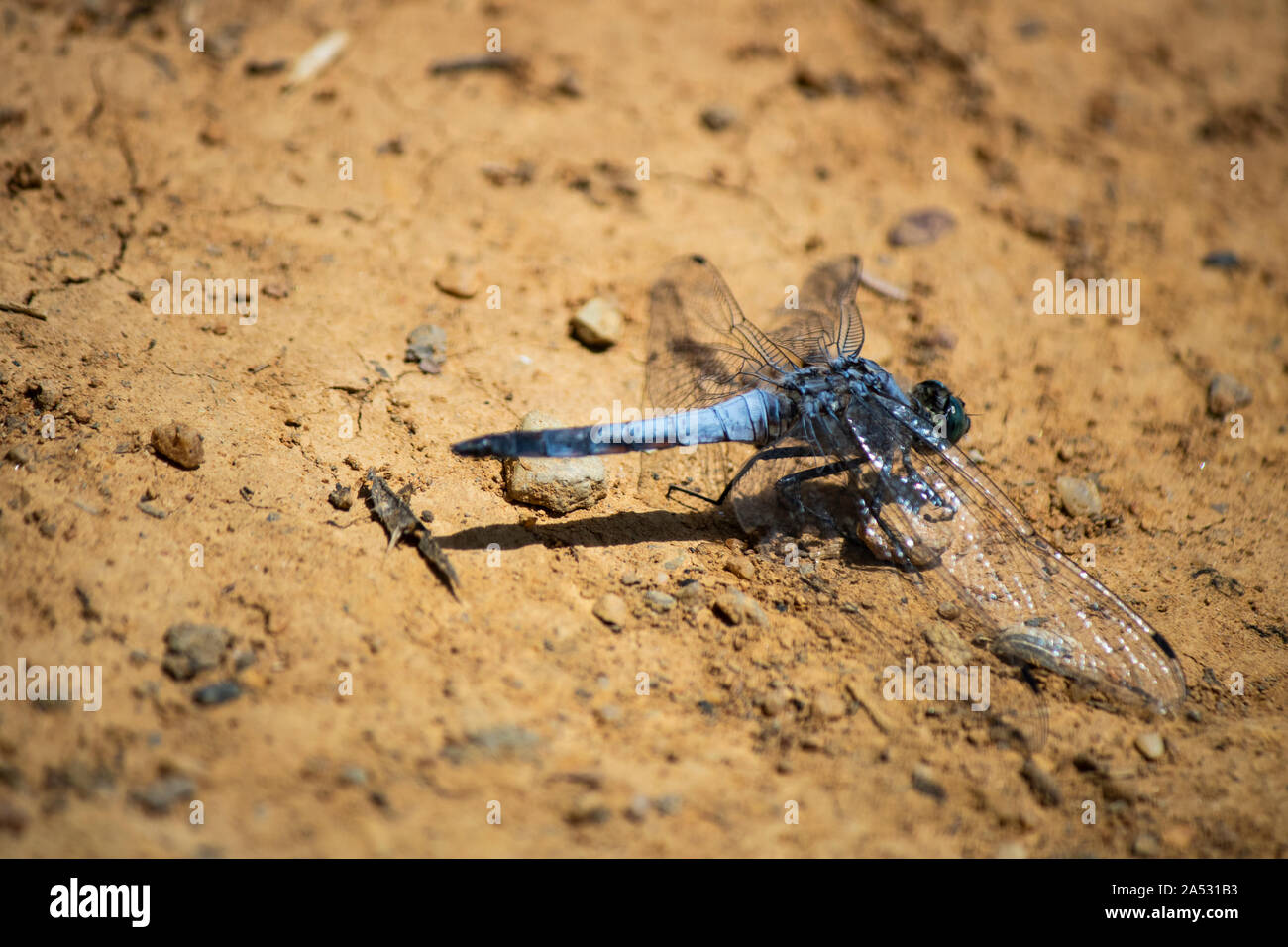 Colorful dragonfly beetle on black. Set on yellow soil. The back was ...