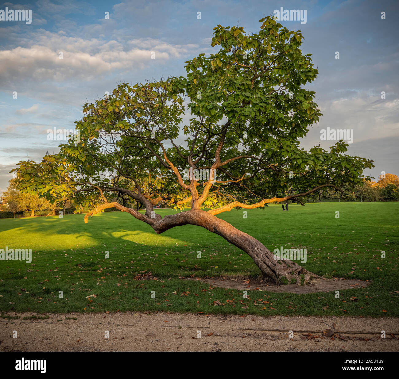 Wonderful wind swept tree in glorious light at Crystal Palace Park in ...