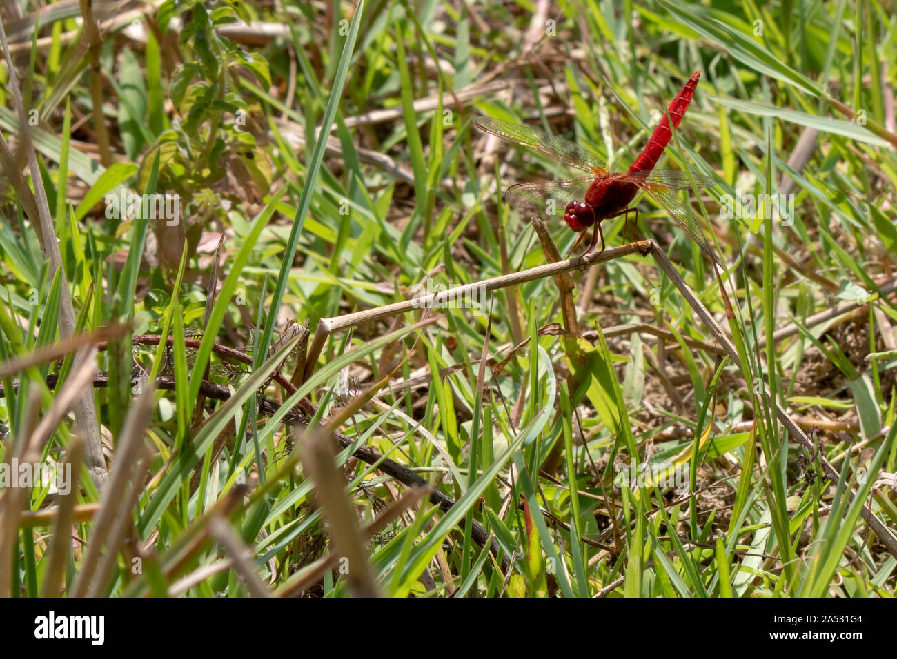 Dragonfly beetle soon capturing. In red. stands on dried grass Stock ...