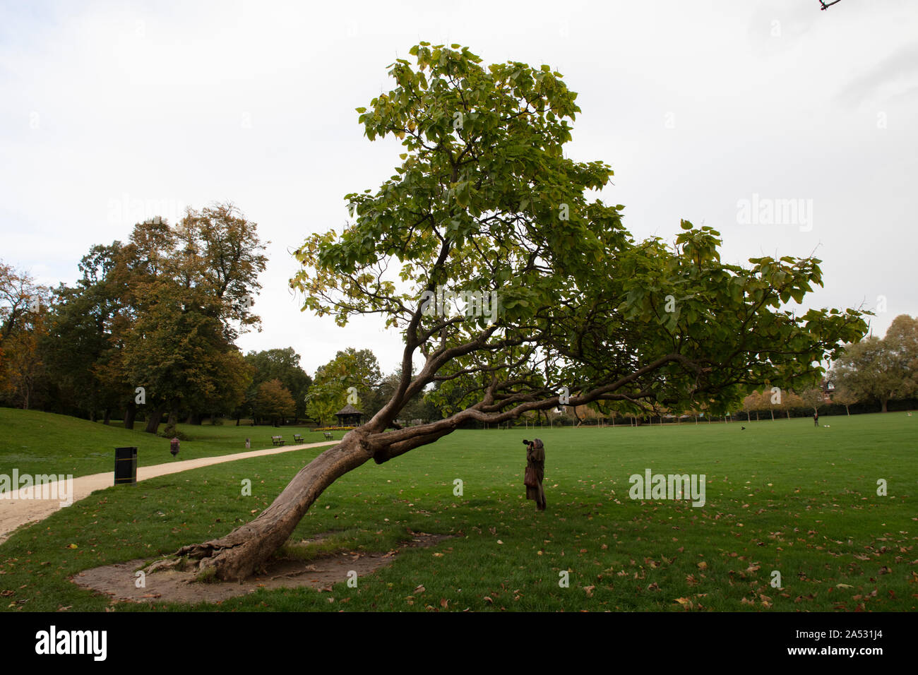 Older woman taking a photograph of a wind swept tree almost touching ...