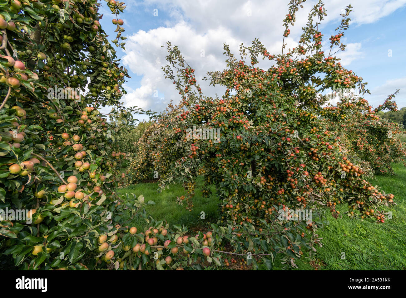 Heavy crop of Tremlett bitter cider apples on the tree in an orchard ...