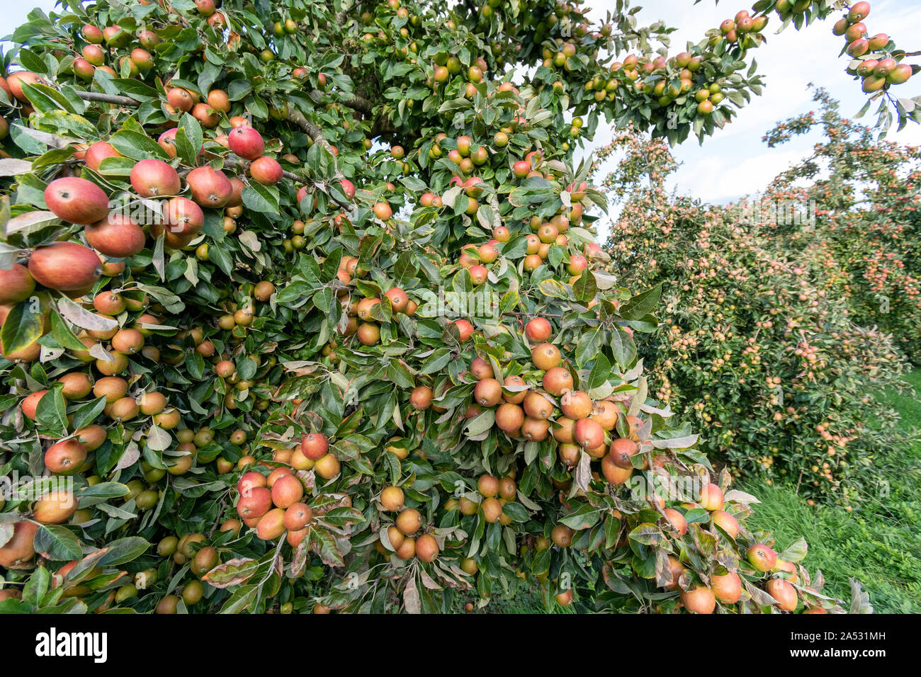 Heavy crop of Tremlett bitter cider apples on the tree in an orchard ...