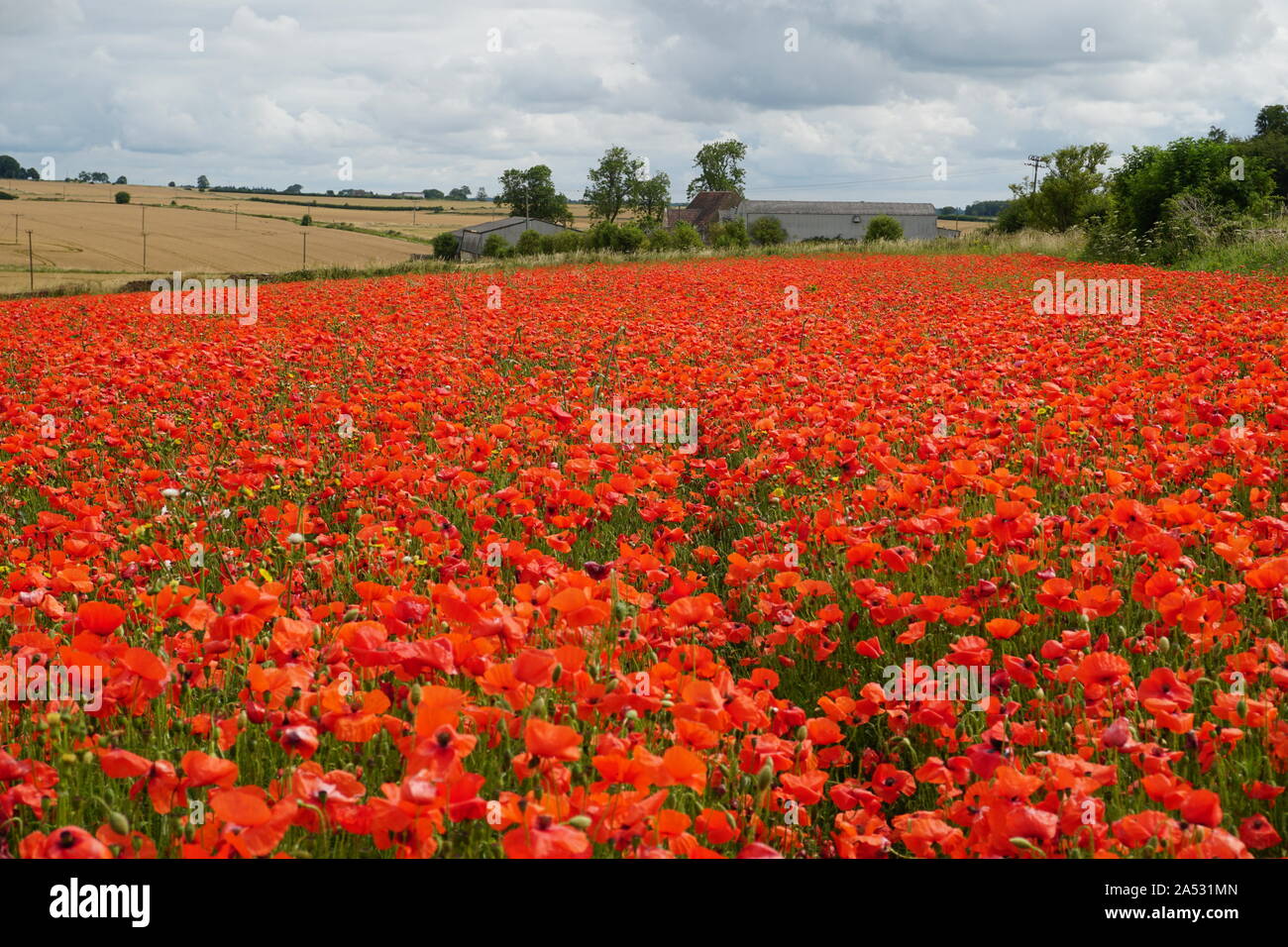 Gloucestershire meadow flowers hi-res stock photography and images - Alamy