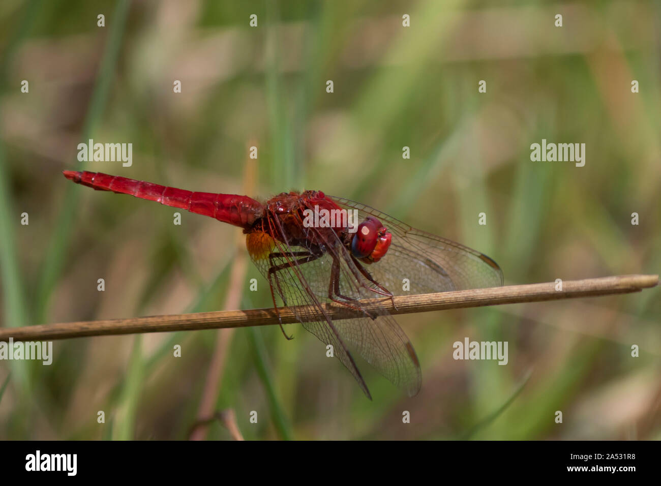 Dragonfly beetle soon capturing. In red. stands on dried grass Stock ...