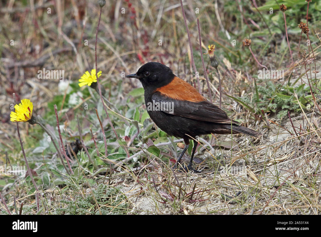 Austral Negrito (Lessonia rufa) adult male foraging on ground Punta ...