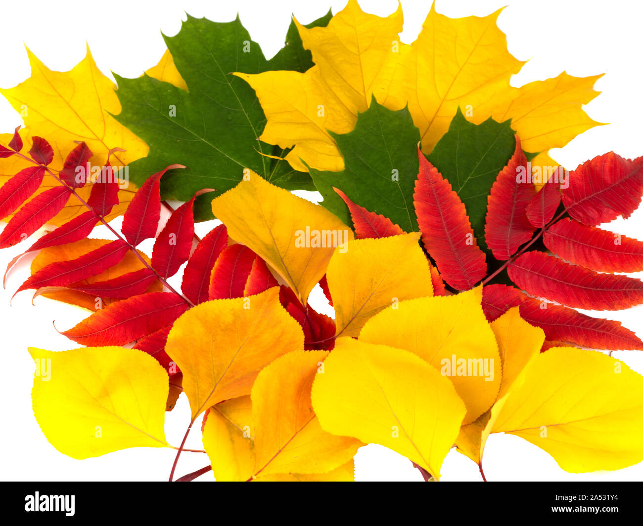 Autamn leaves on a white background Stock Photo - Alamy