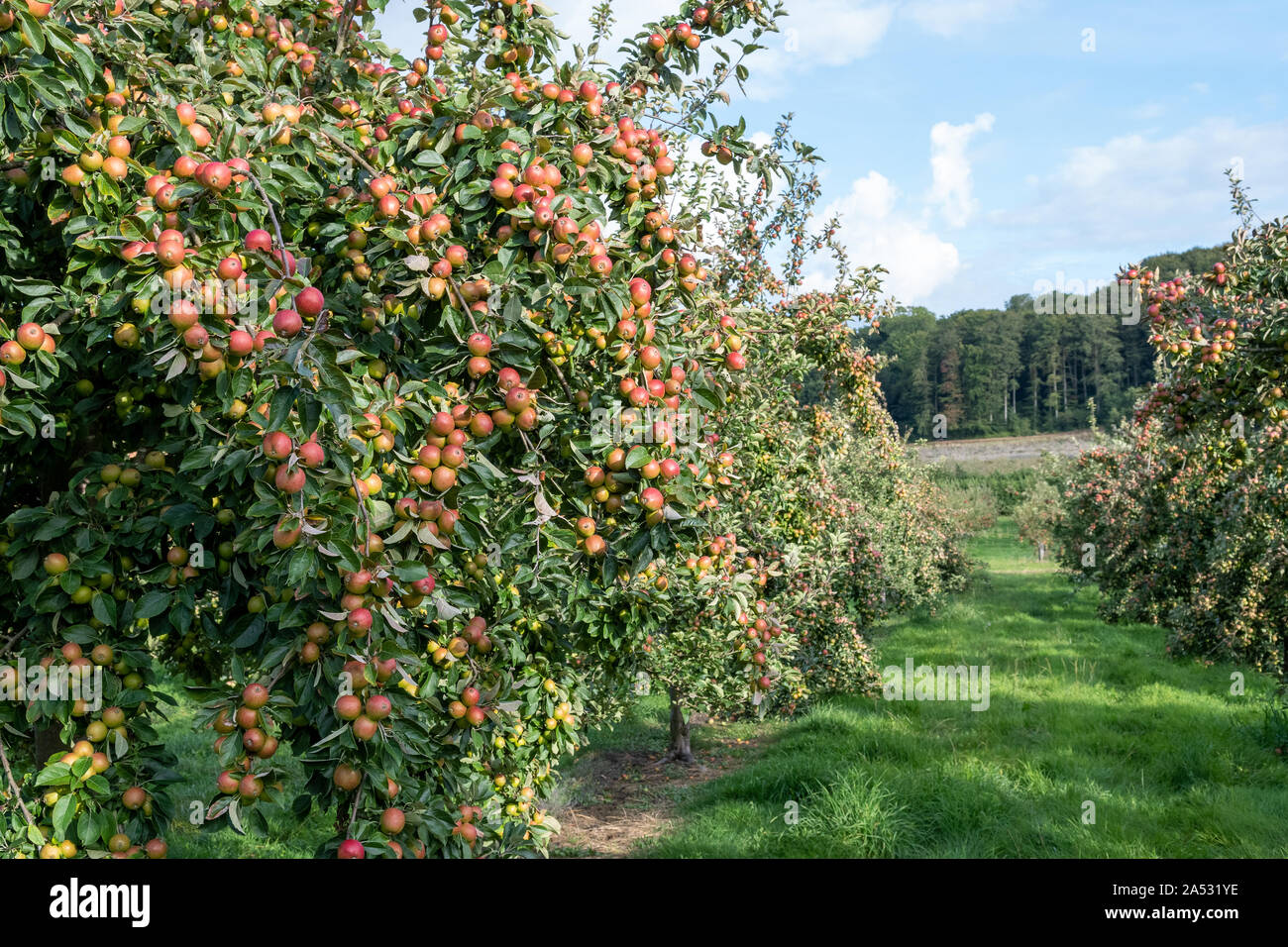 Heavy crop of Tremlett bitter cider apples on the tree in an orchard ...
