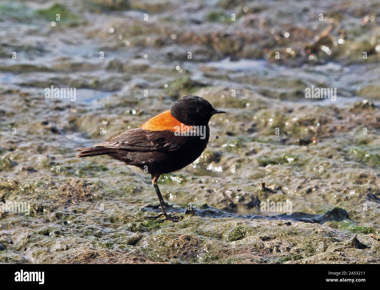 Austral negrito lessonia rufa hi-res stock photography and images - Alamy
