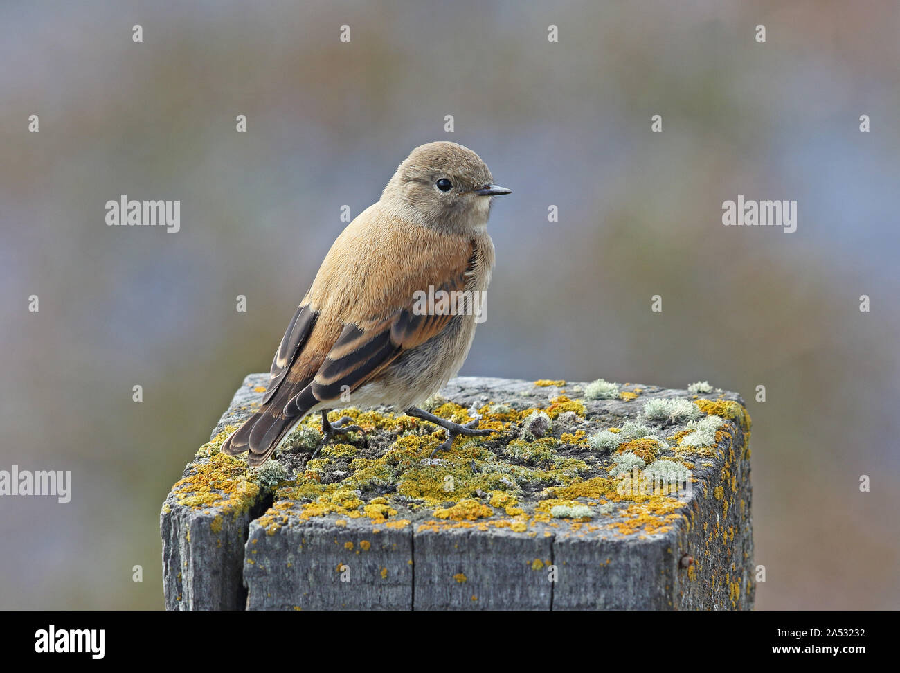 Austral Negrito (Lessonia rufa) adult female perched on post Punta ...