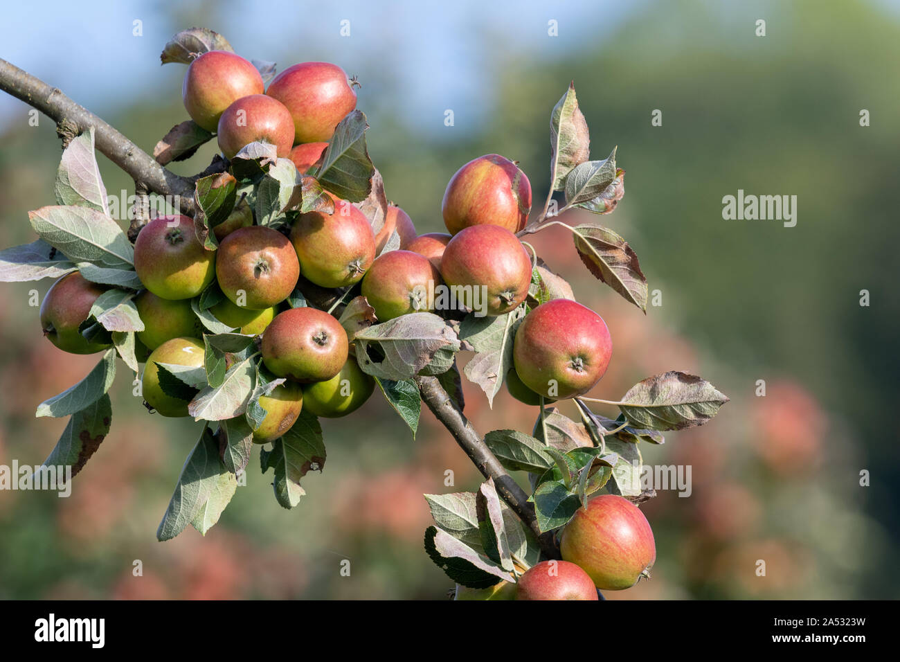 Close up of a branch of red cider apples on the tree Stock Photo - Alamy