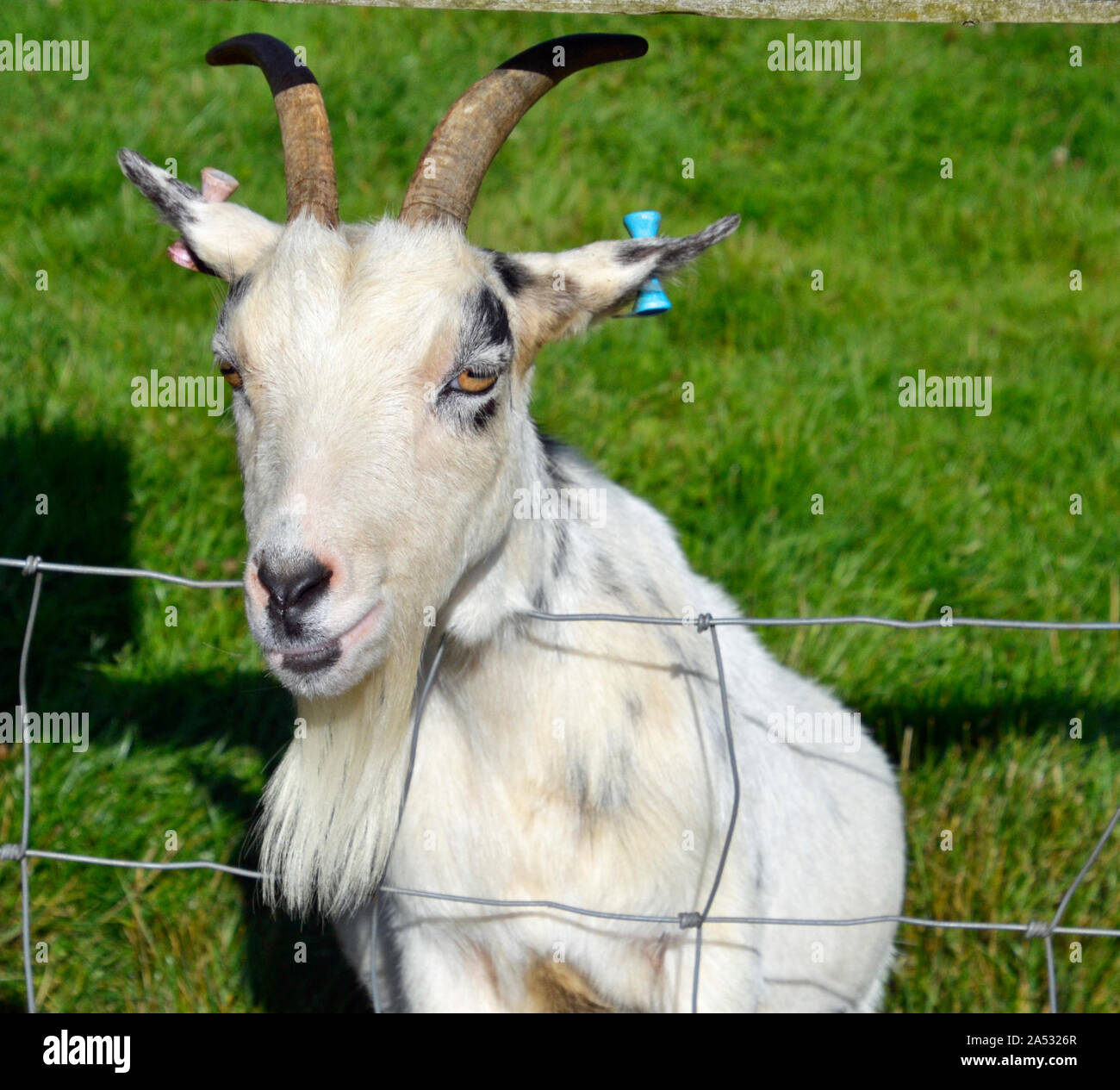 Friendly goat looks for food at Jimmy's Farm and Wildlife Park ...
