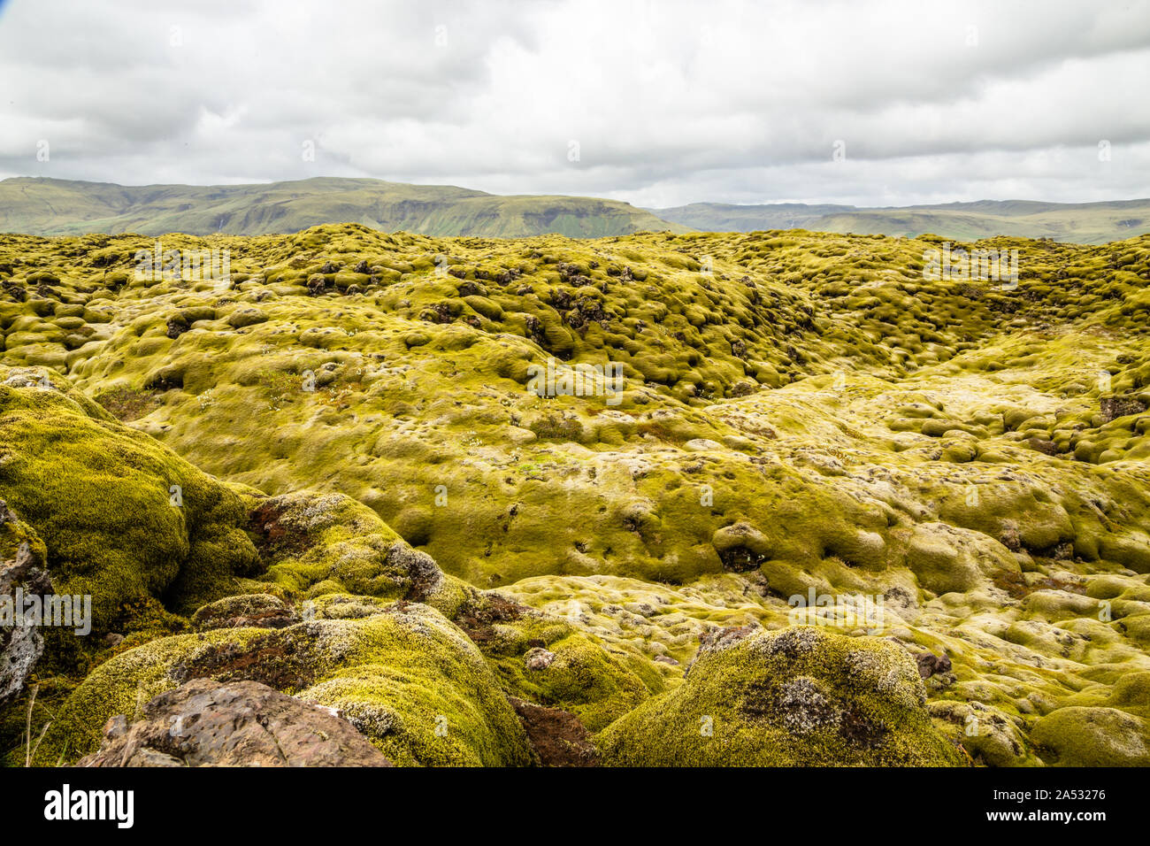 Arctic moss hi-res stock photography and images - Alamy