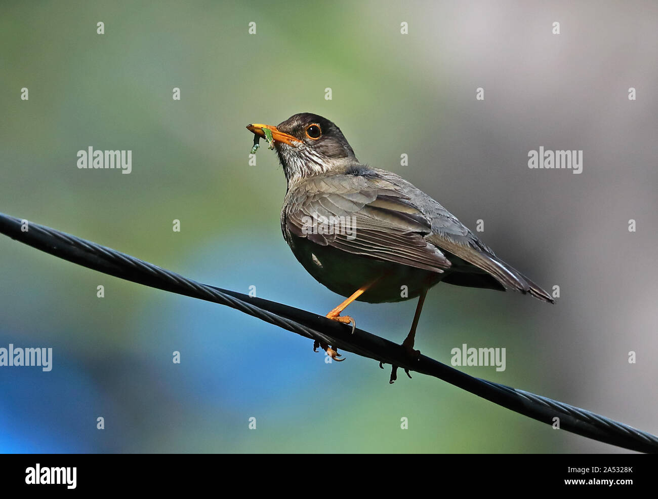 Austral Thrush (Turdus falcklandii magellanicus) adult male perched on ...