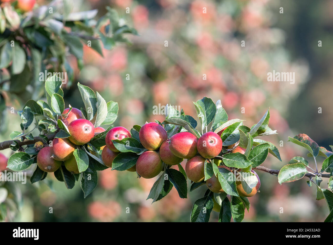 Close up of a branch of red cider apples on the tree Stock Photo - Alamy