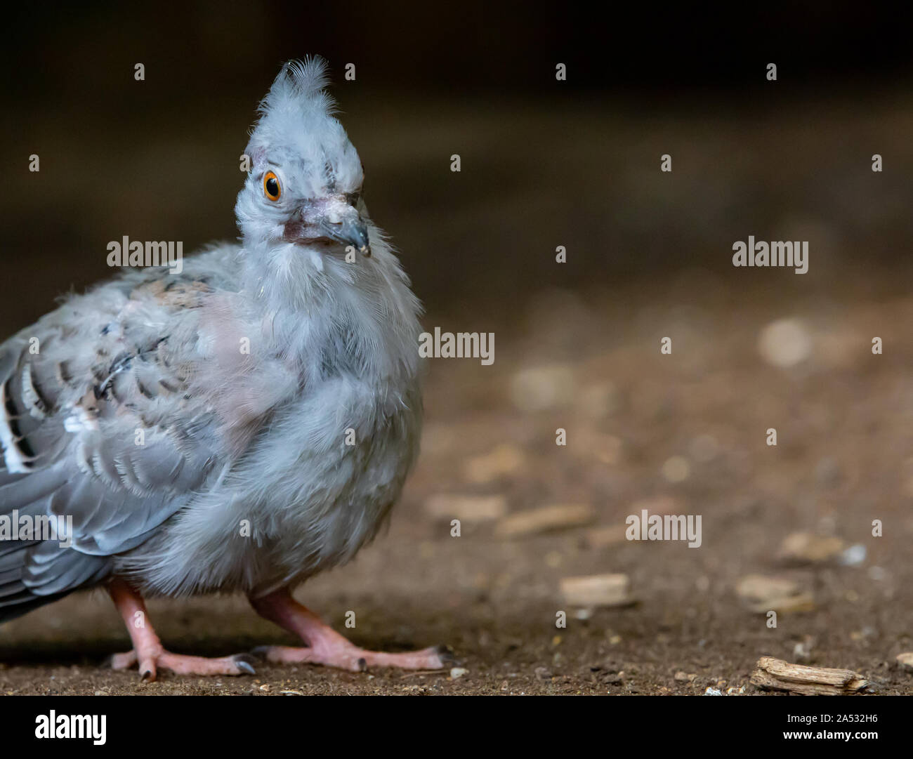 Ground pigeon hi-res stock photography and images - Alamy