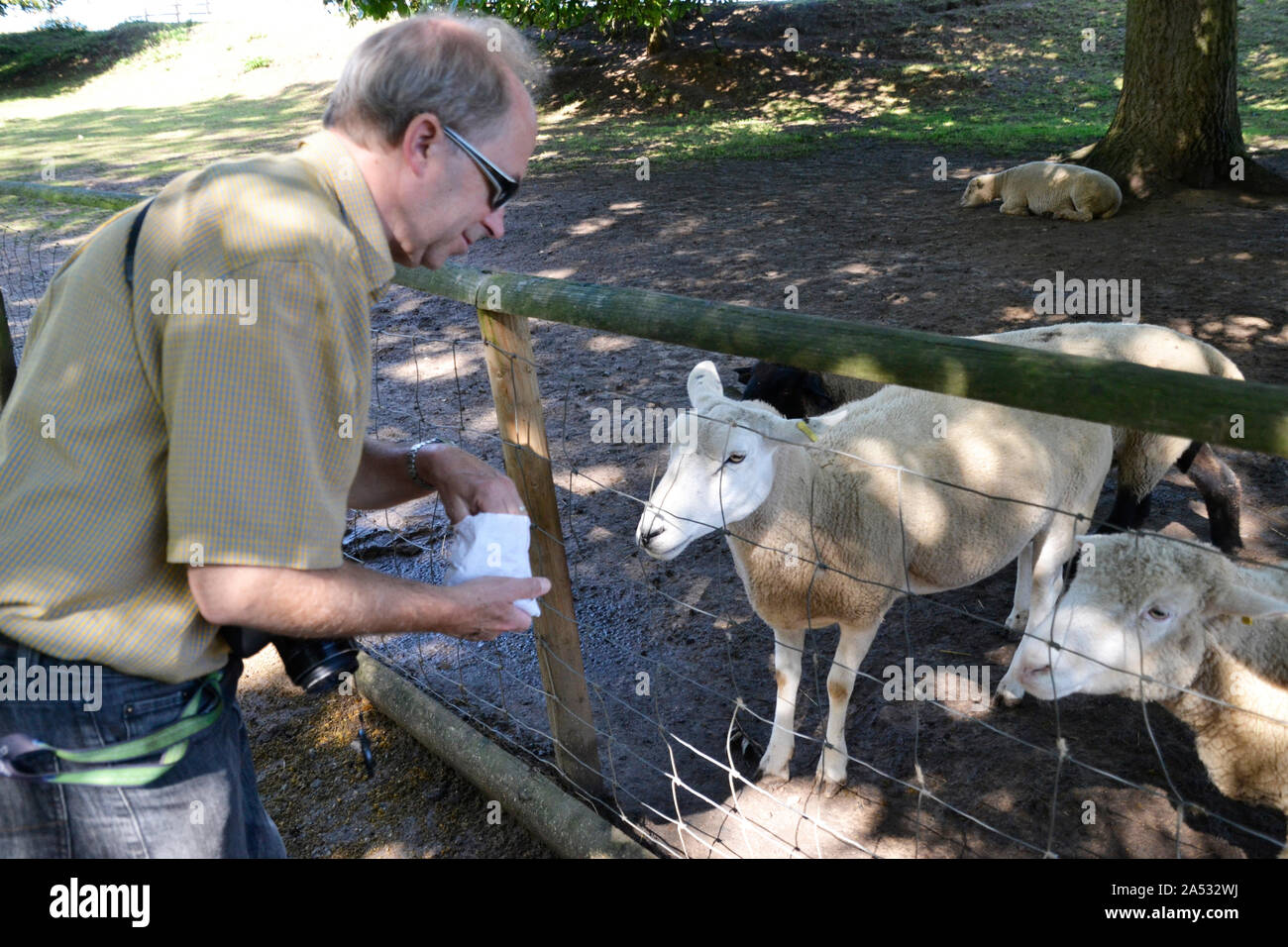 Man Feeding Sheep High Resolution Stock Photography and Images - Alamy