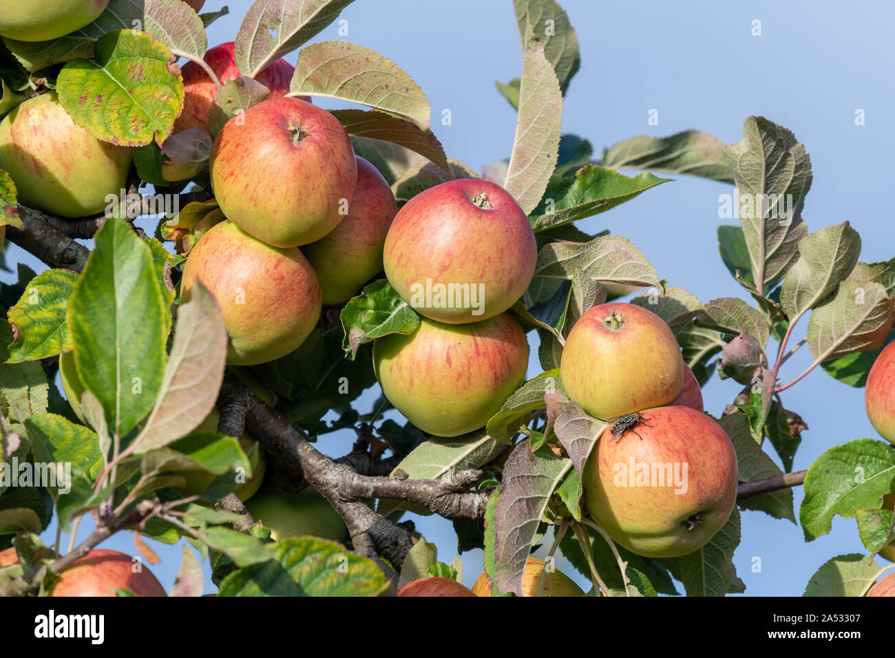 Close up of a branch of red cider apples on the tree Stock Photo - Alamy