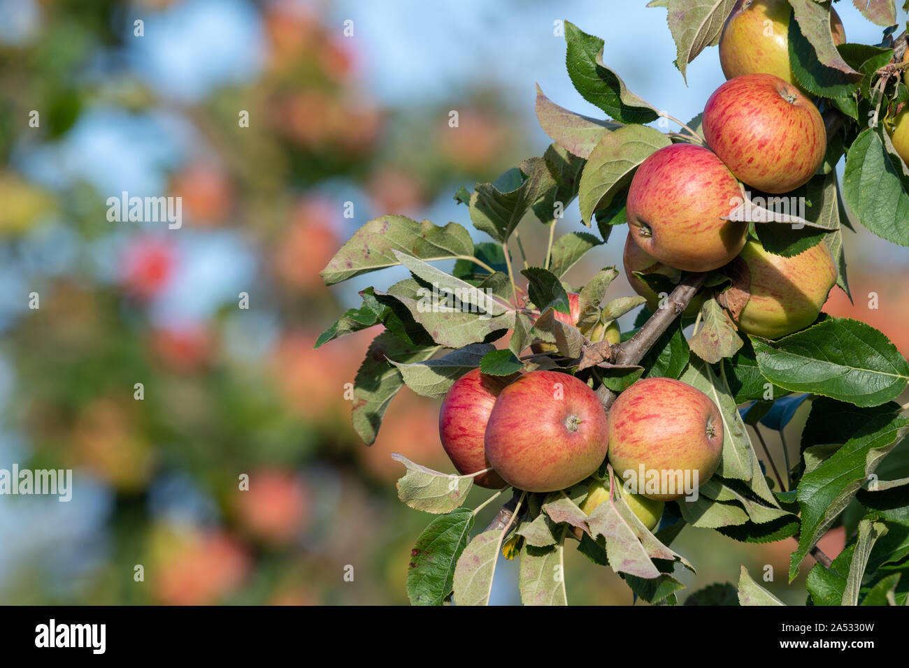 Close up of a branch of red cider apples on the tree Stock Photo - Alamy