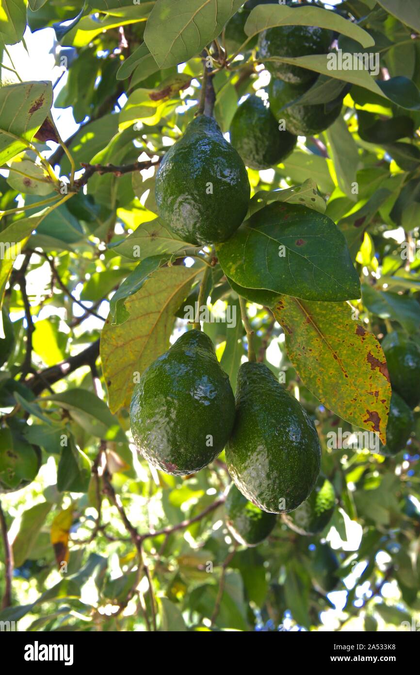 Avocados on tree hi-res stock photography and images - Alamy
