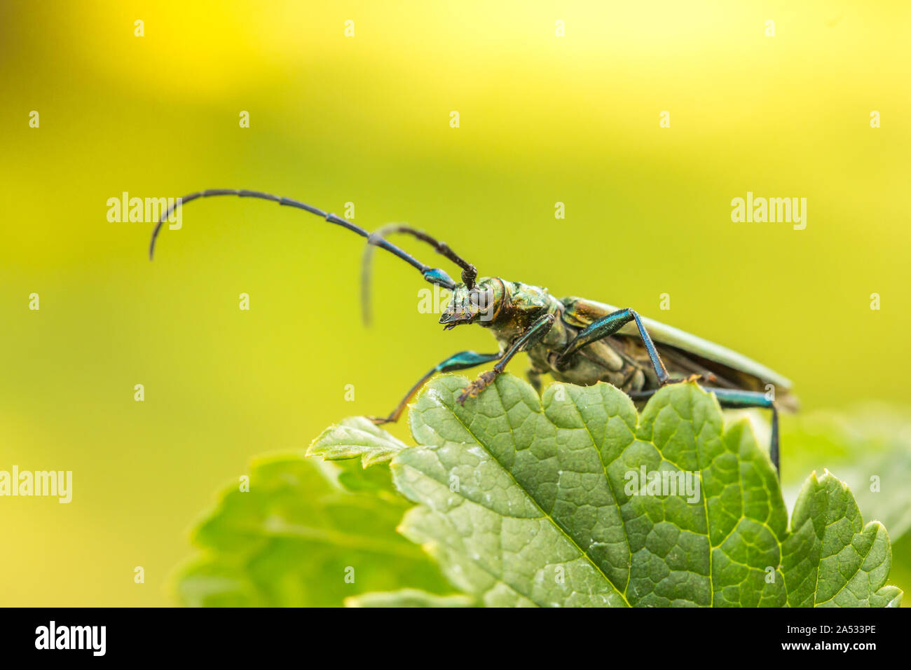 Aromia moschata longhorn beetle posing on green leaves, big musk beetle ...