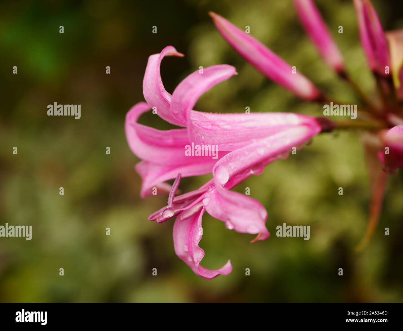 Pale pink nerine hi-res stock photography and images - Alamy