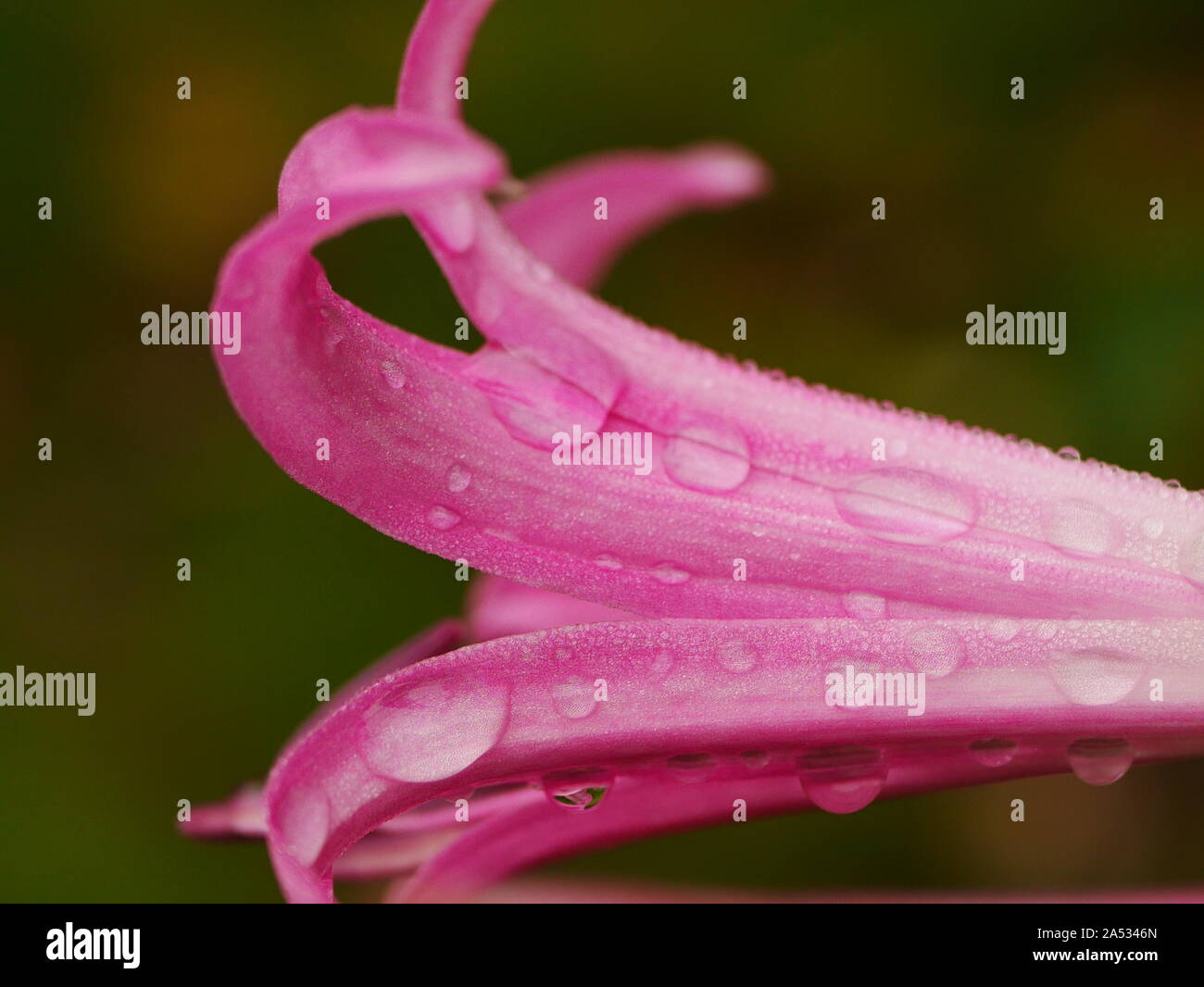 Nerine flower hi-res stock photography and images - Alamy