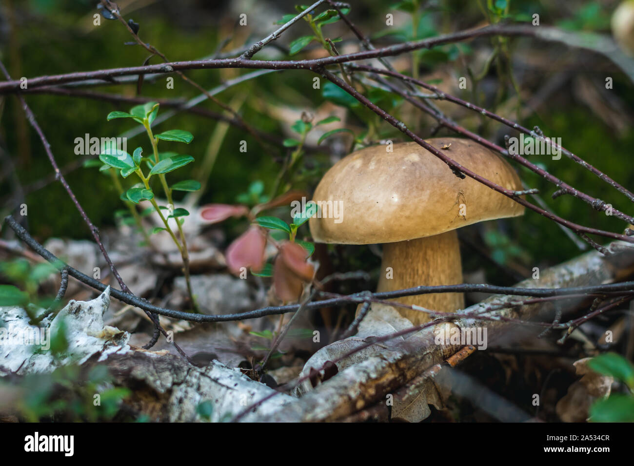 Close up of boletus on wild forest background with grass, moss and ...
