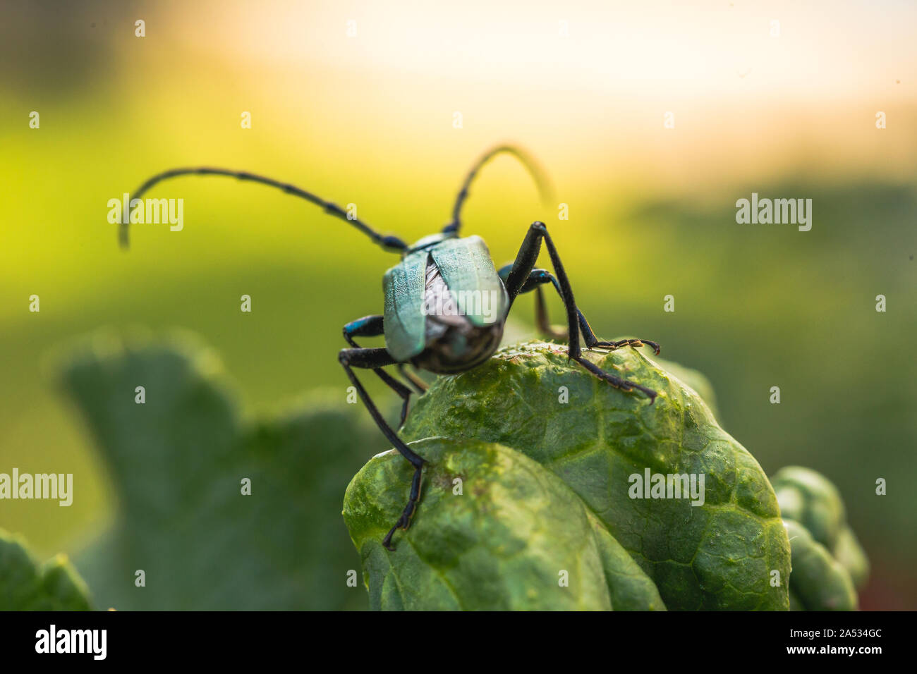 Aromia moschata longhorn beetle posing on green leaves, big musk beetle ...