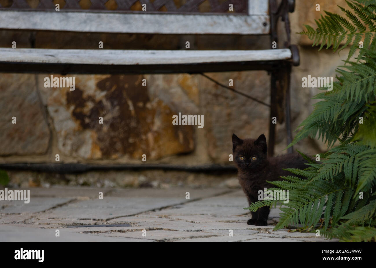 Defenseless cats hi-res stock photography and images - Alamy